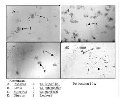 Siklus Estrus pada Hewan - Mydokterhewan
