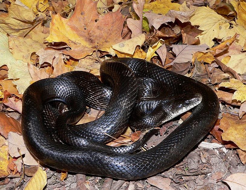 Compañeros de viaje: Serpiente ratonera negra (Pantherophis obsoletus)