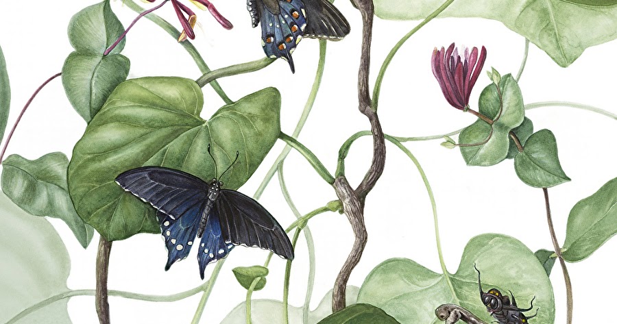 Contemporary Artists of Florida: Botanical Fine Art Painting, Butterfly ...