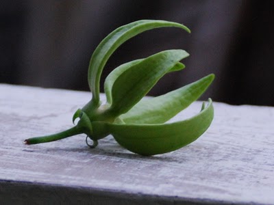 ♣ Vriksha ♣ Sasya ♣ Lata ♣: pachcha sampenga / Artabotrys hexapetalus ...