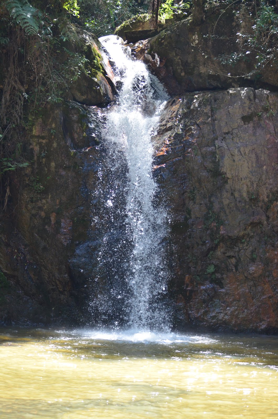 Wildlife of S. E. Asia and S. America. A Photo Journal by Francis ...