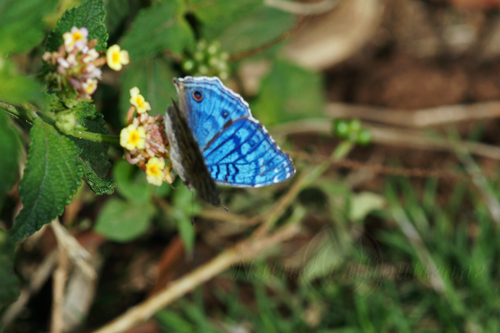 Photo Nature Lilliputienne (macrophotographies): Junonia rhadama ...