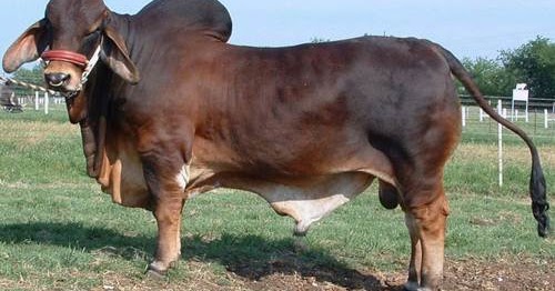 Macam - Macam Jenis Sapi Unggulan Lengkap Beserta Foto