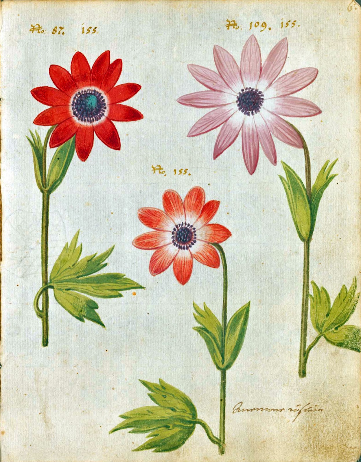 the last door down the hall: Botanical Freebies