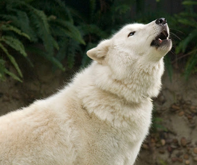 Arctic Wolf | The Life of Animals
