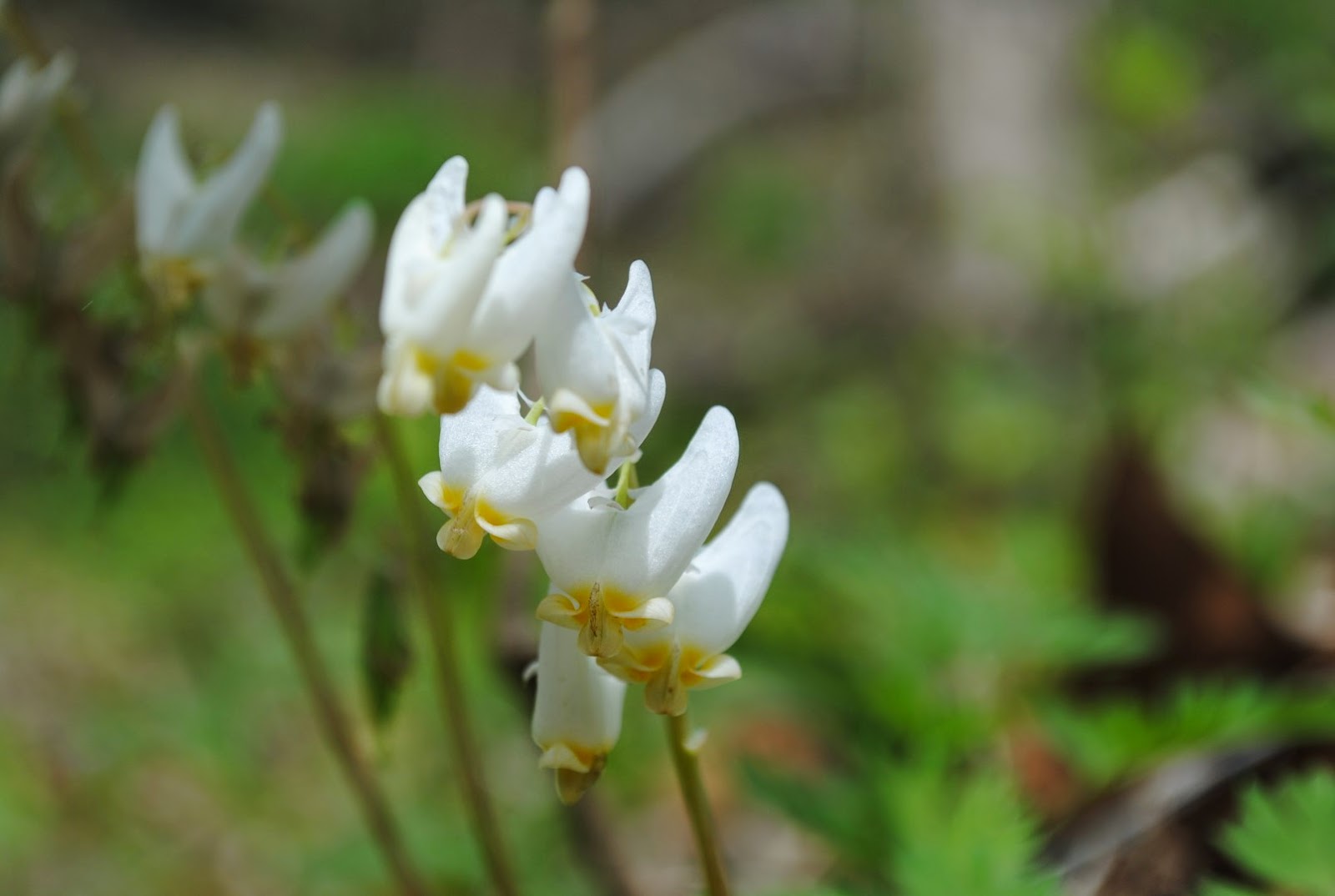West Virginia Native Wildflowers-The Big Year, 2013: Wild, Wonderful ...