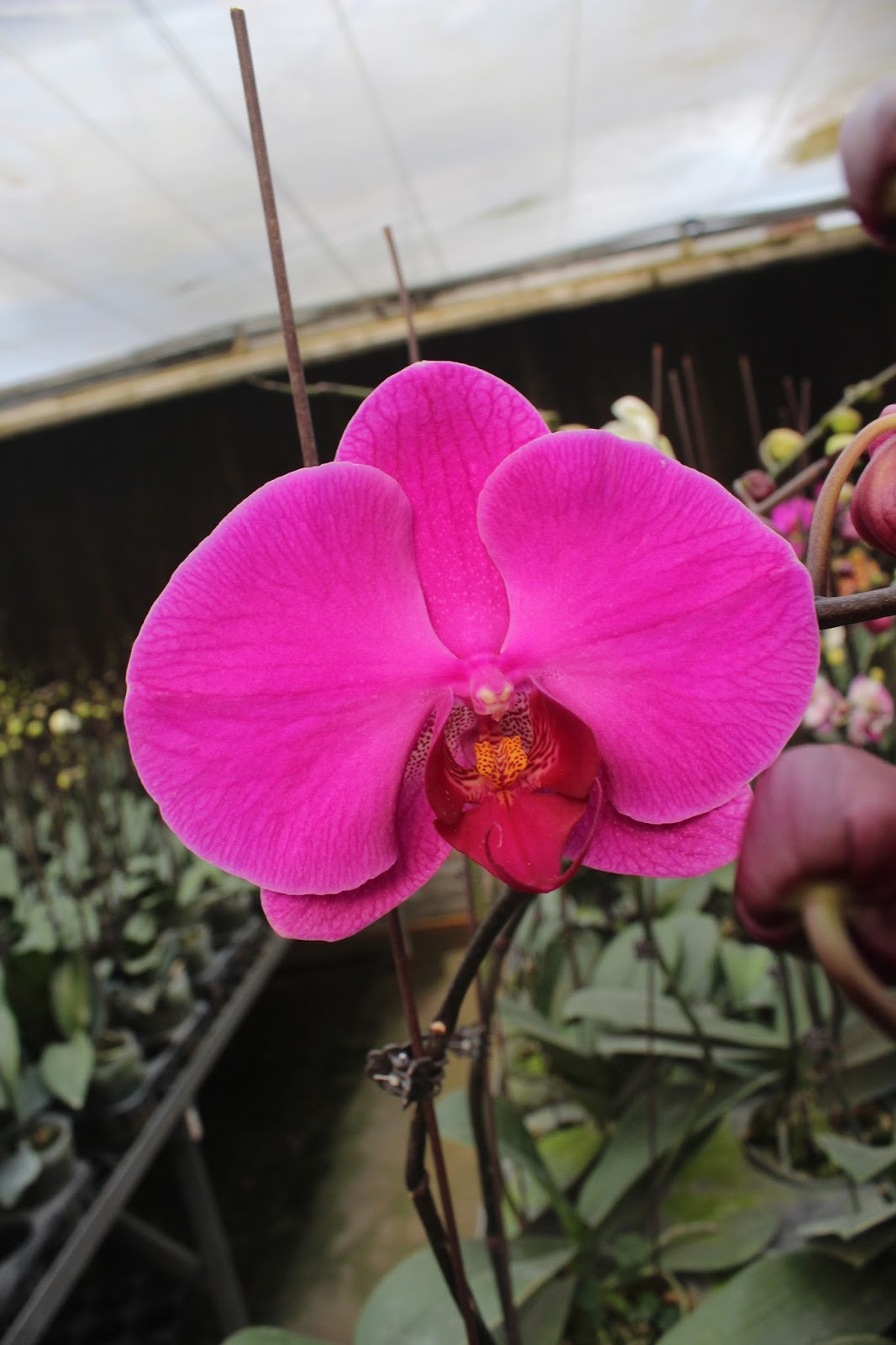 Hoa Phong Lan | Hoa Lan | Phong Lan Rừng | Lan Rừng