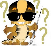 Bicho da seda T.D.C.: O Bicho Da Seda