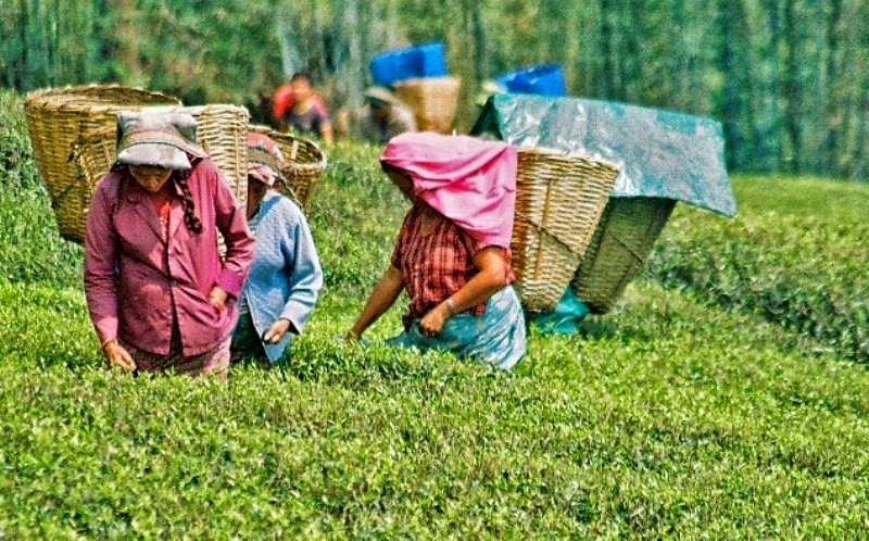 Salt and Pepper (With a Lot of Spice!): Tea Week 2: Tea Production