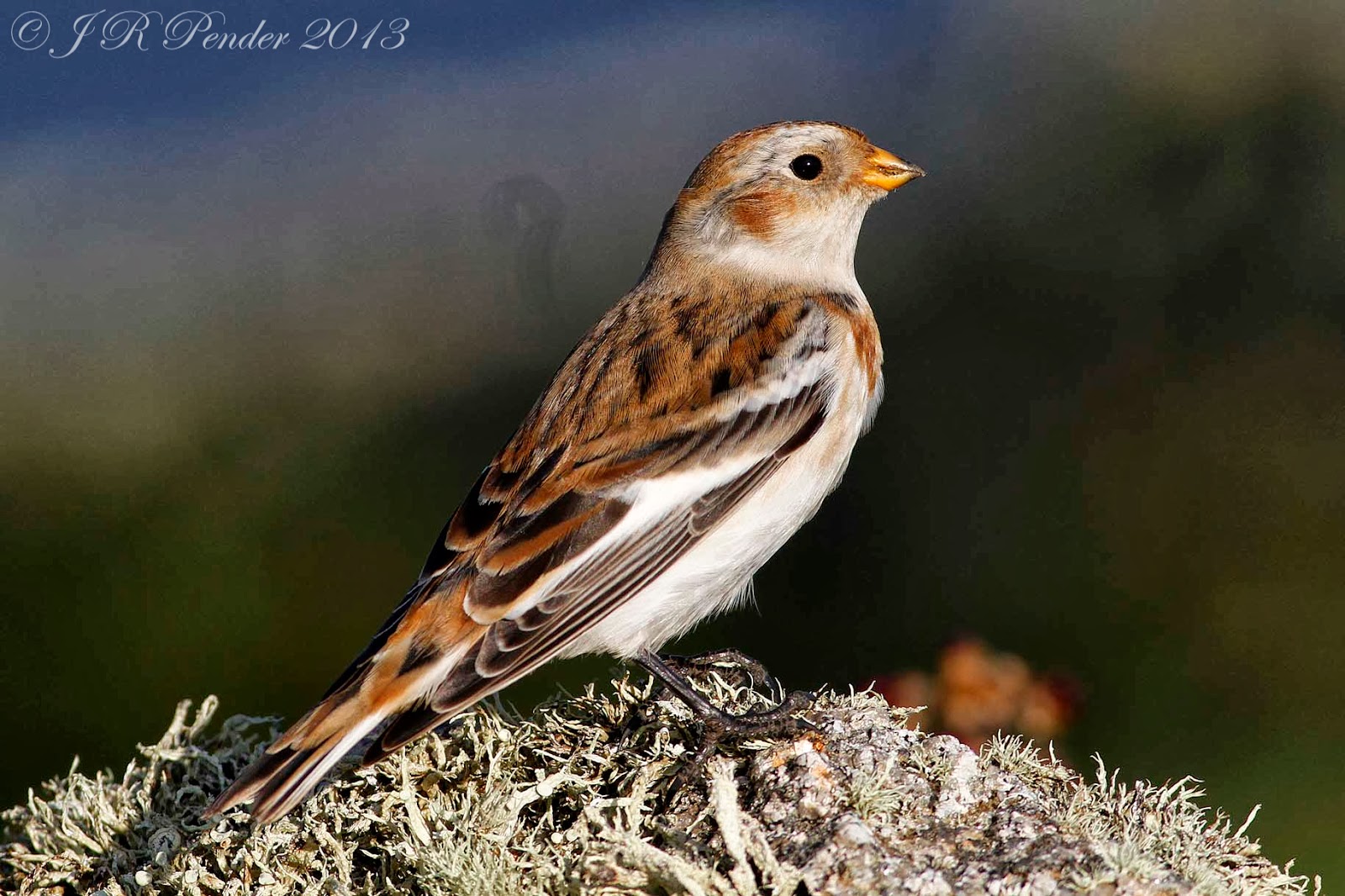 Joe Pender Wildlife Photography: Lapland & Snow Bunting