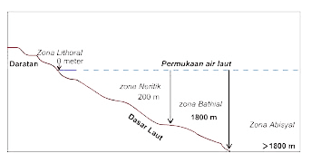 Daerah (Zona) Batial Dan Abisal - Biologisites