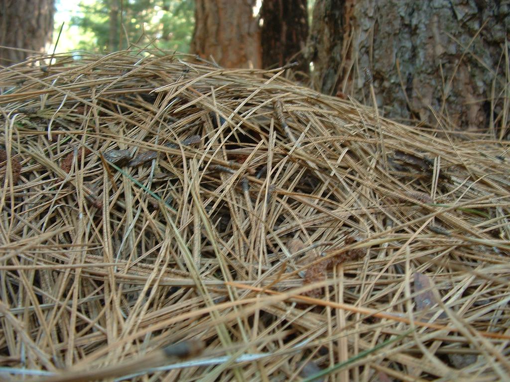 The Penetrable Shrump: What is a shrump?