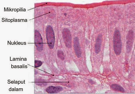 Sebutkan Fungsi Usus Halus sebagai Alat Pencernaan Manusia