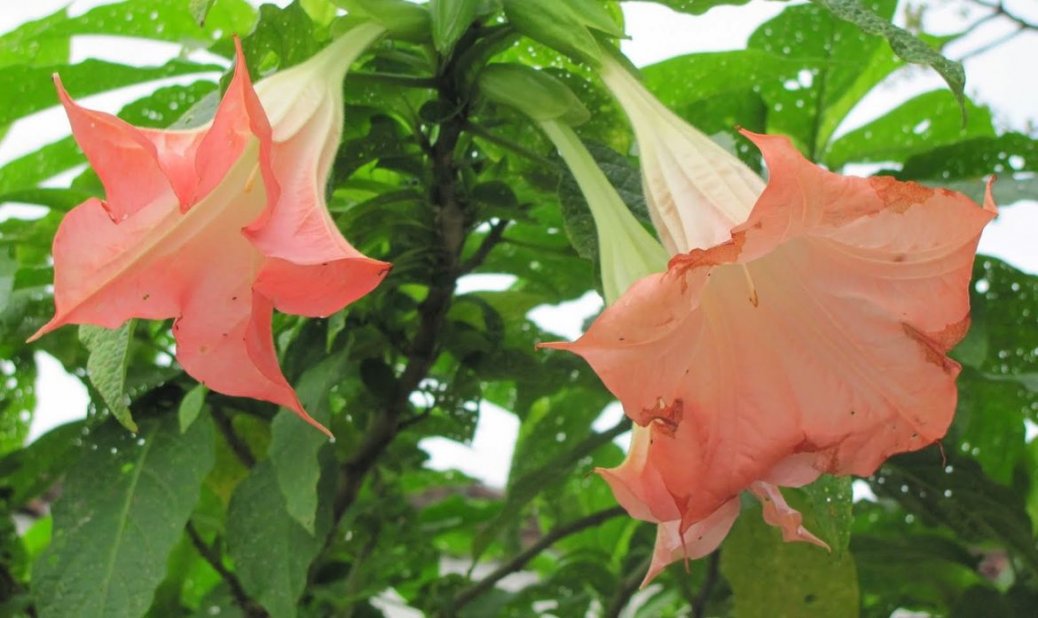 Sintonía: LA BURUNDANGA