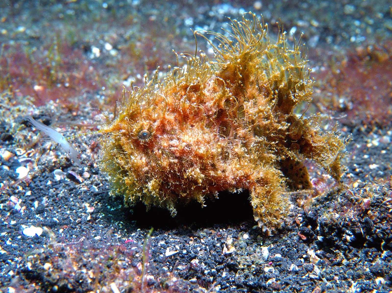 Fotos de Aldo Galante: Frog Fish