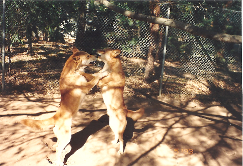 Dingo Lady: Berenice explains ‘play fighting’ between litter sisters.