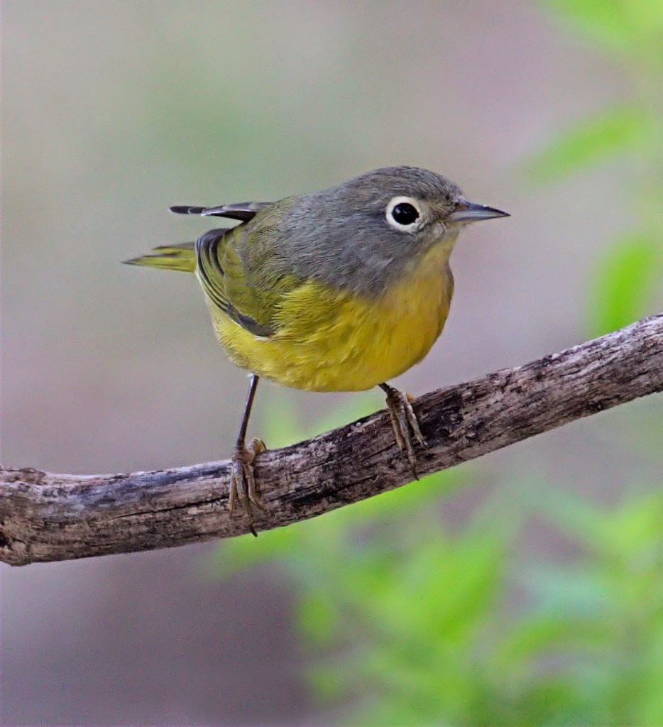 Macaroni: Spring Warbler Migration - Wood Lake
