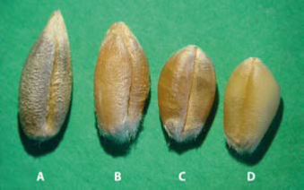 El Triticale (X. Triticale)