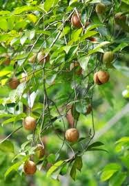 OBEN OCEOBED: BUDIDAYA POHON PALA