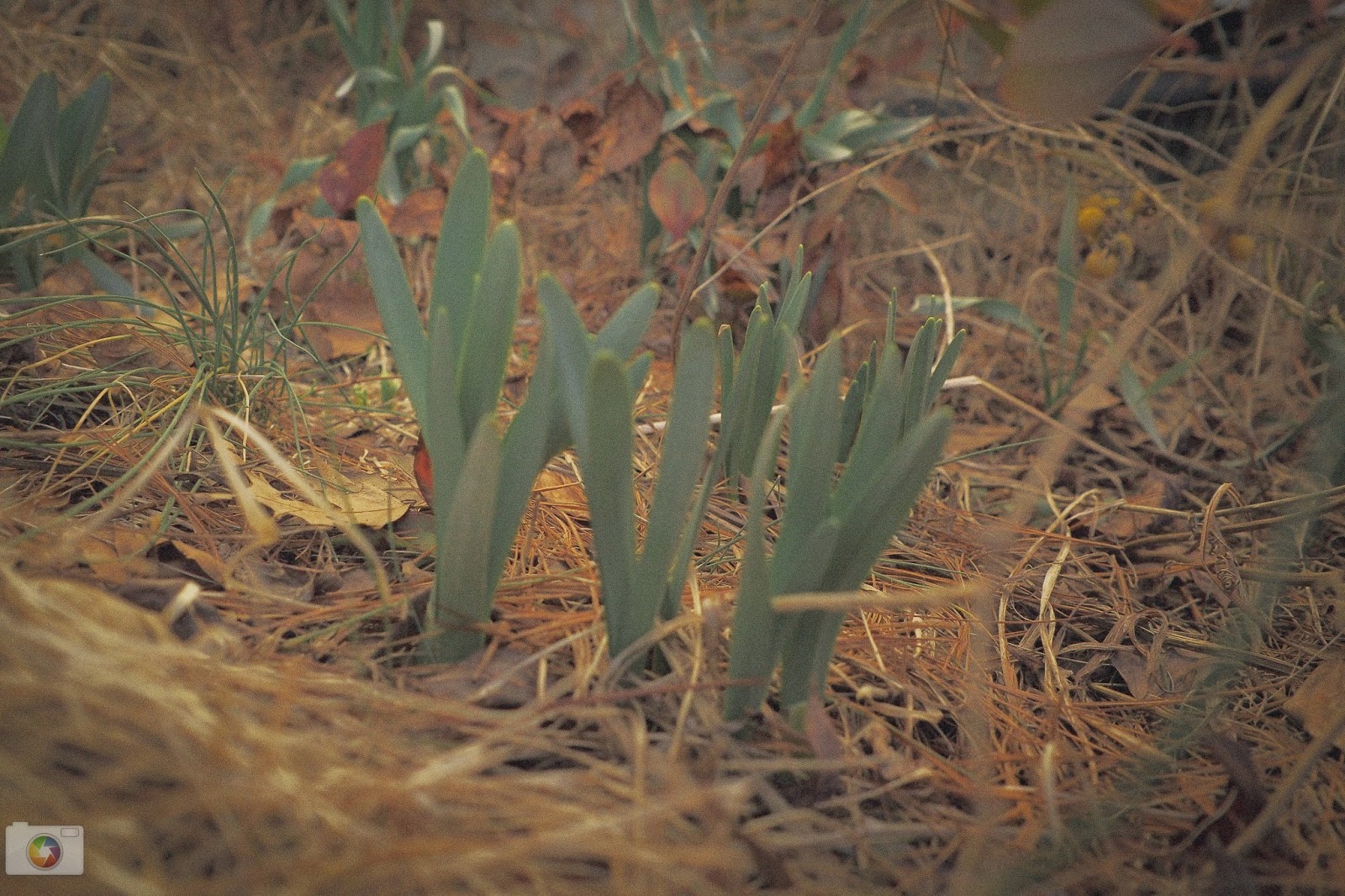 Focus on the Stories: First Signs of Spring