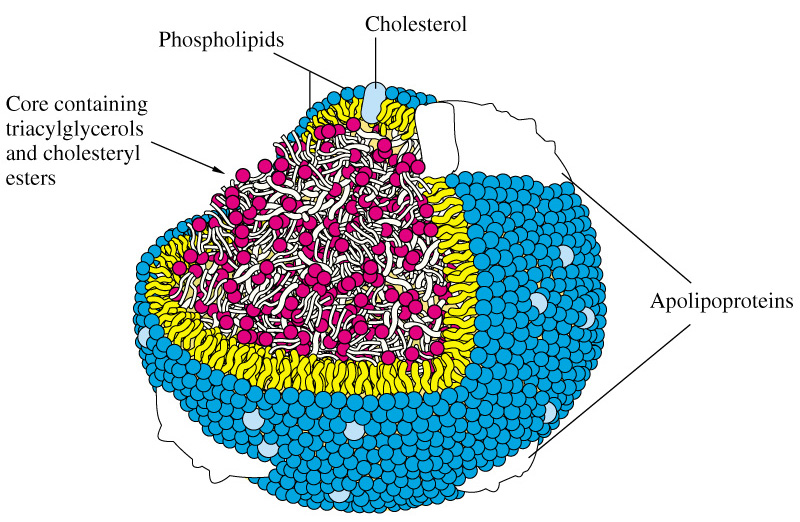 Sains Edutainment: Metabolisme lipoprotein