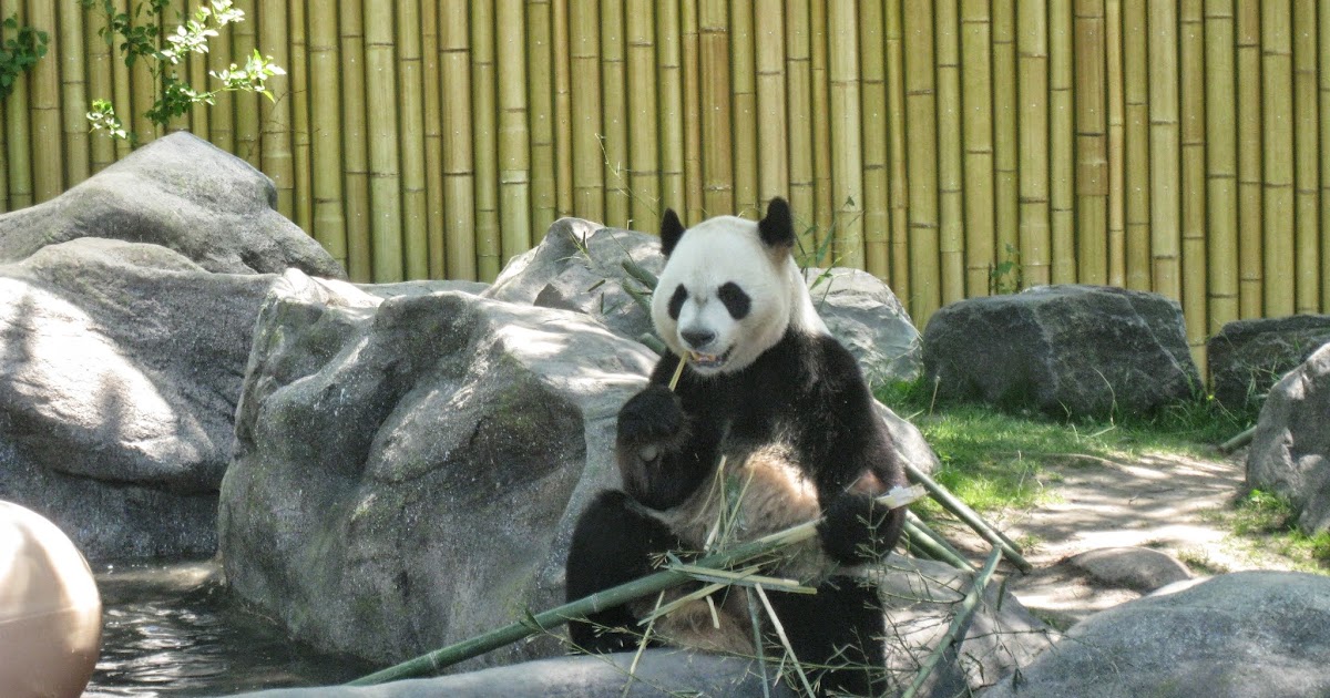 Impresii de calatorie: Ursi Panda la Toronto Zoo (Giant Panda at the ...