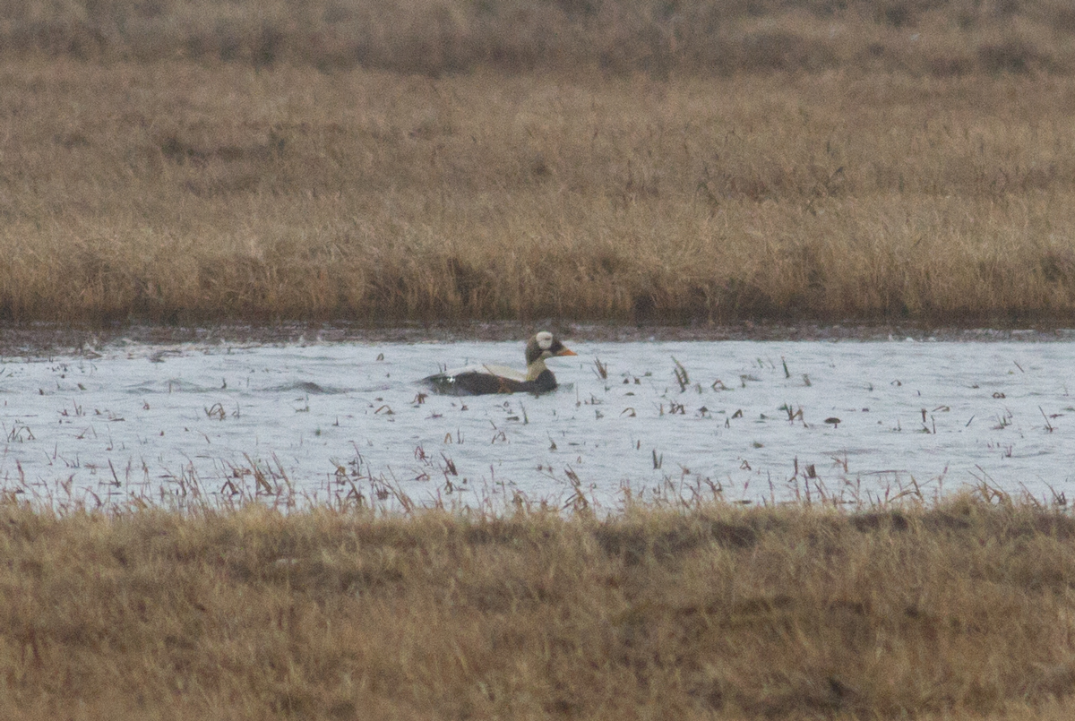 Pioneer Birding: AK - Barrow