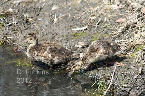 Killdeers, Phoebes and Finches (and Ducks!): Lost duck family found?