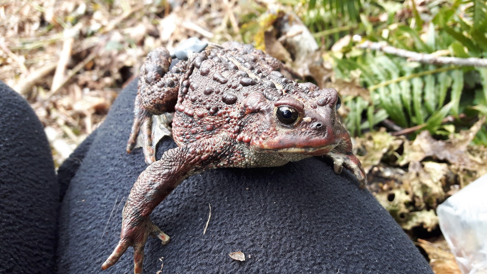Cowichan Valley Western Toad Project