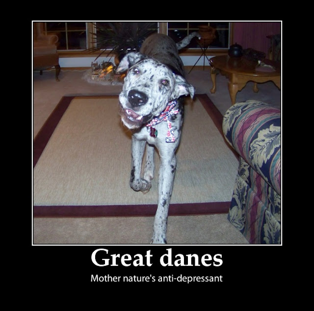 Goliath: Are Great Danes a "smart" dog?