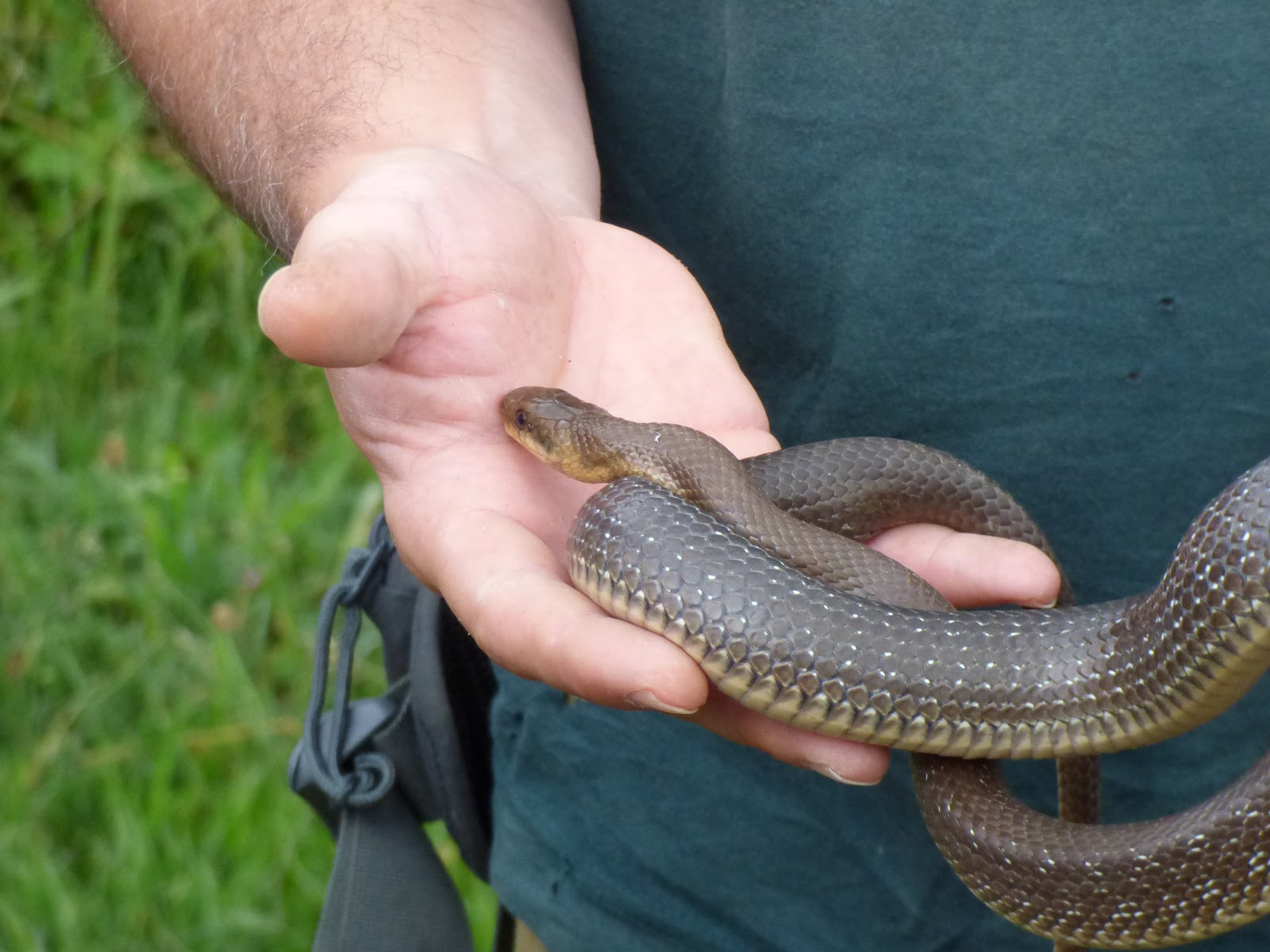 Au commencement: Formation manipulation serpents : couleuvre d'Esculape