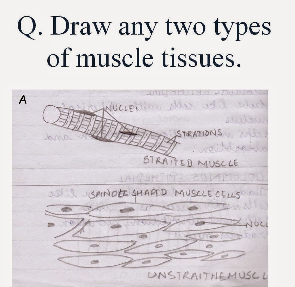 MY HOMEWORK: Class IX th : Biology: Muscle Tissues