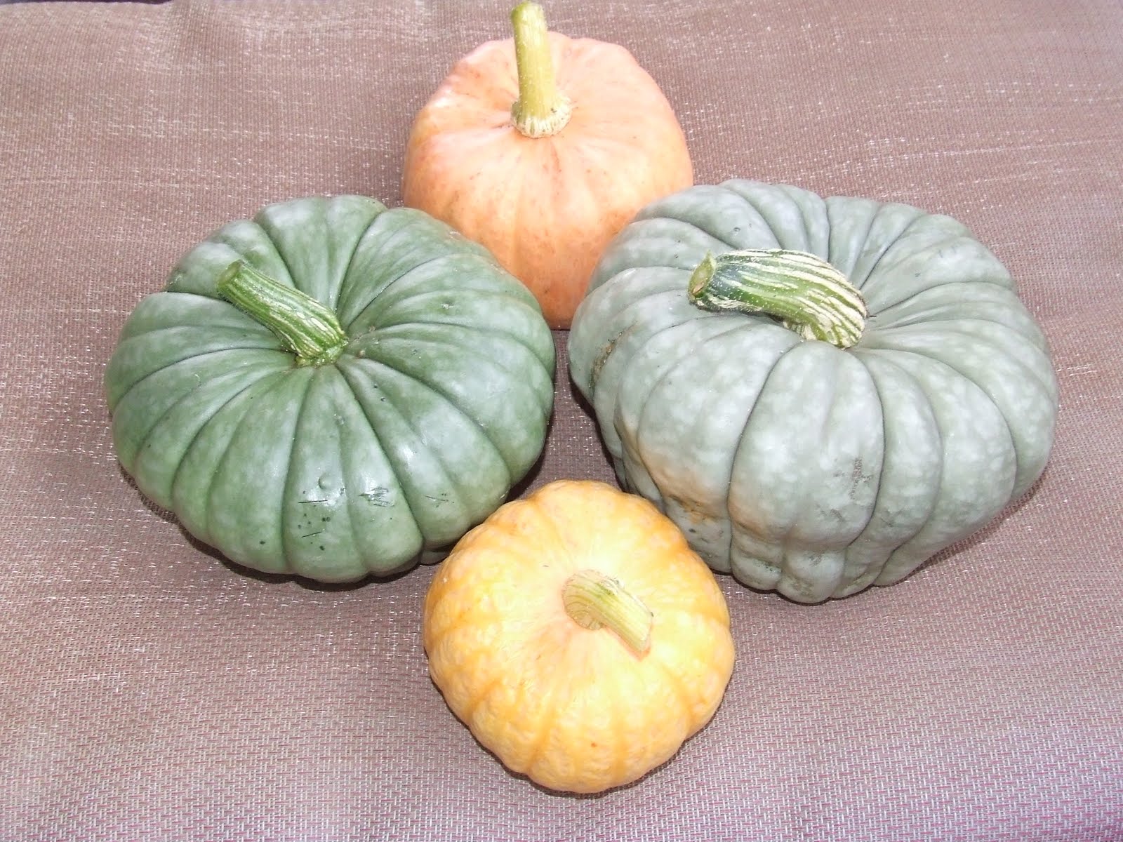 Growing Queensland Blue Pumpkins (Winter Squash) - The Greening of Gavin
