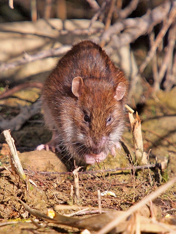 Miguel fotografia: Rata Negra (Rattus rattus)