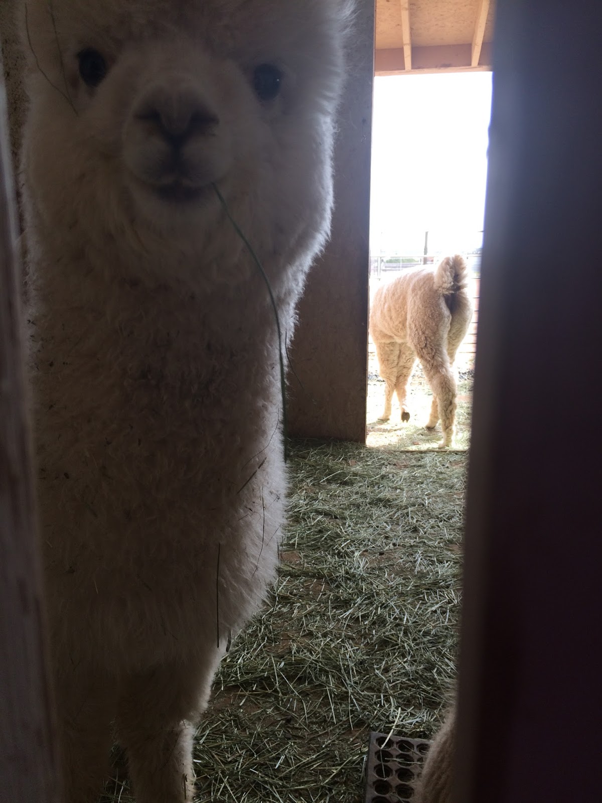 The Feisty Redhead: Lots of Cute Fuzzy Alpacas (and their Yarn!)