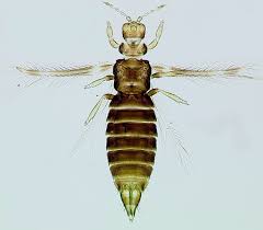 INSECTOS DE P.R. In Memoriam Dr Luis F Martorell y Dr Alain Liogier ,DR ...