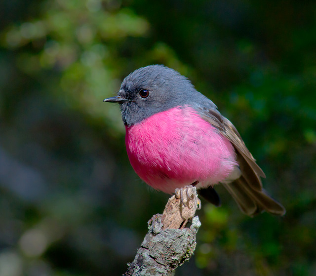 Pink robin - Alchetron, The Free Social Encyclopedia