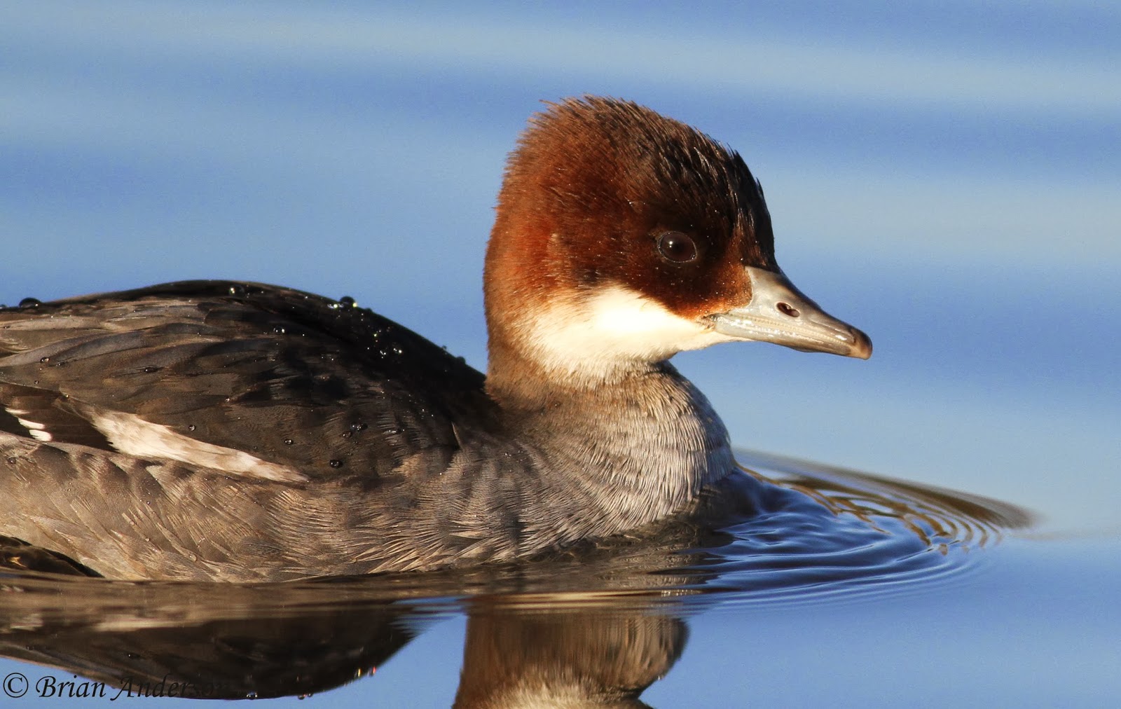 Brian's birding blog: "Lovely little Red head" SMEW on Connaught Water