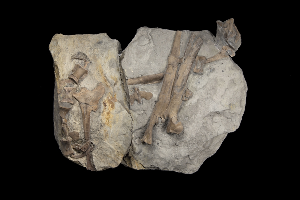 Species New to Science: [Paleontology • 2016] Dracoraptor hanigani ...
