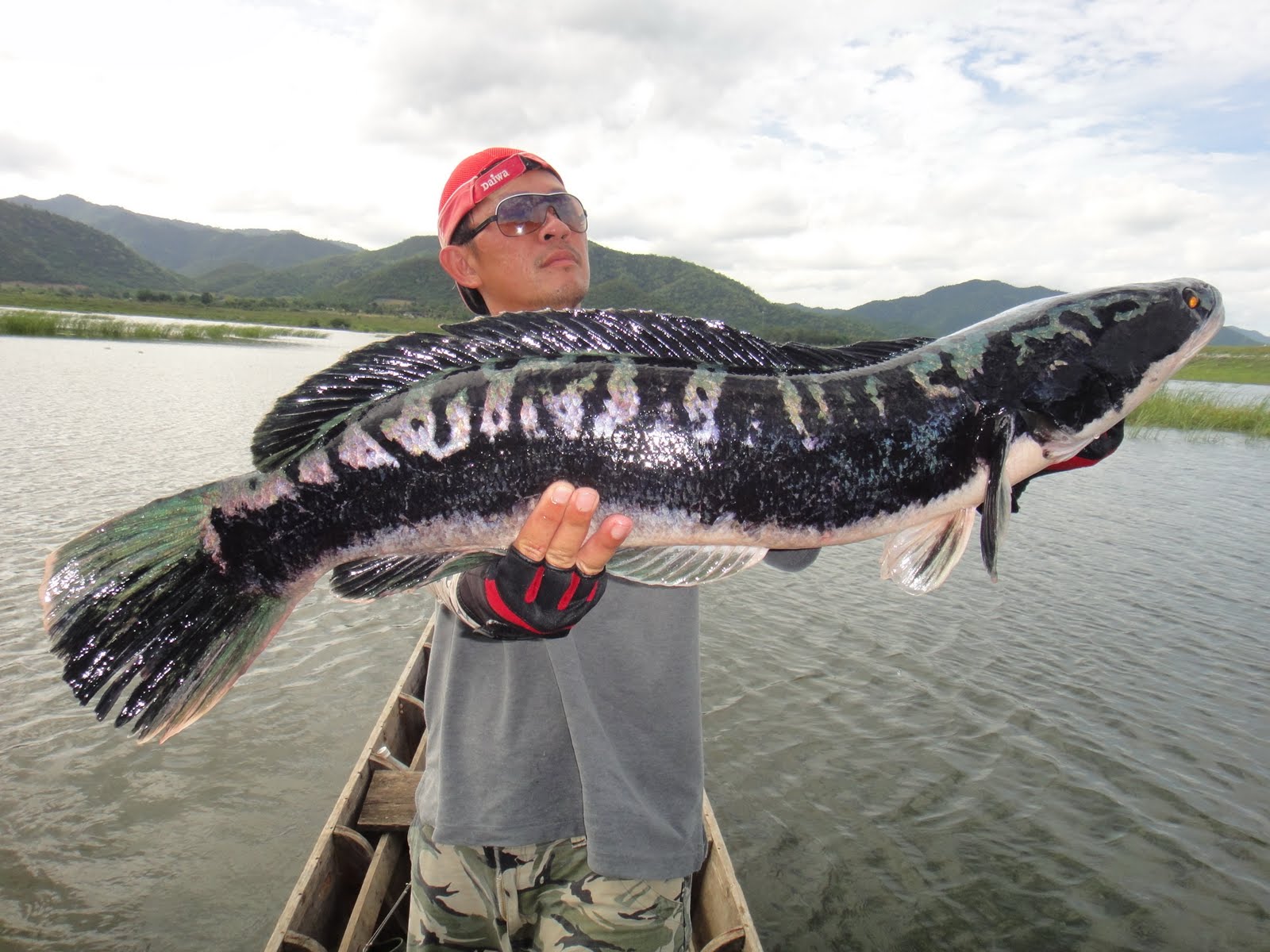 Thailand Giant Snakehead (Toman) And Wild Fishing.: Massive MAMA Toman ...