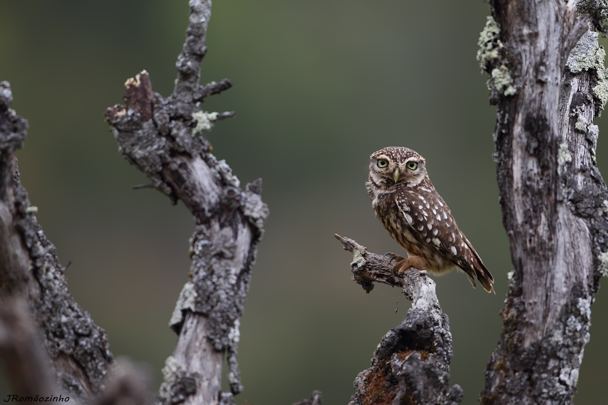 Pescador de aves: Mocho galego