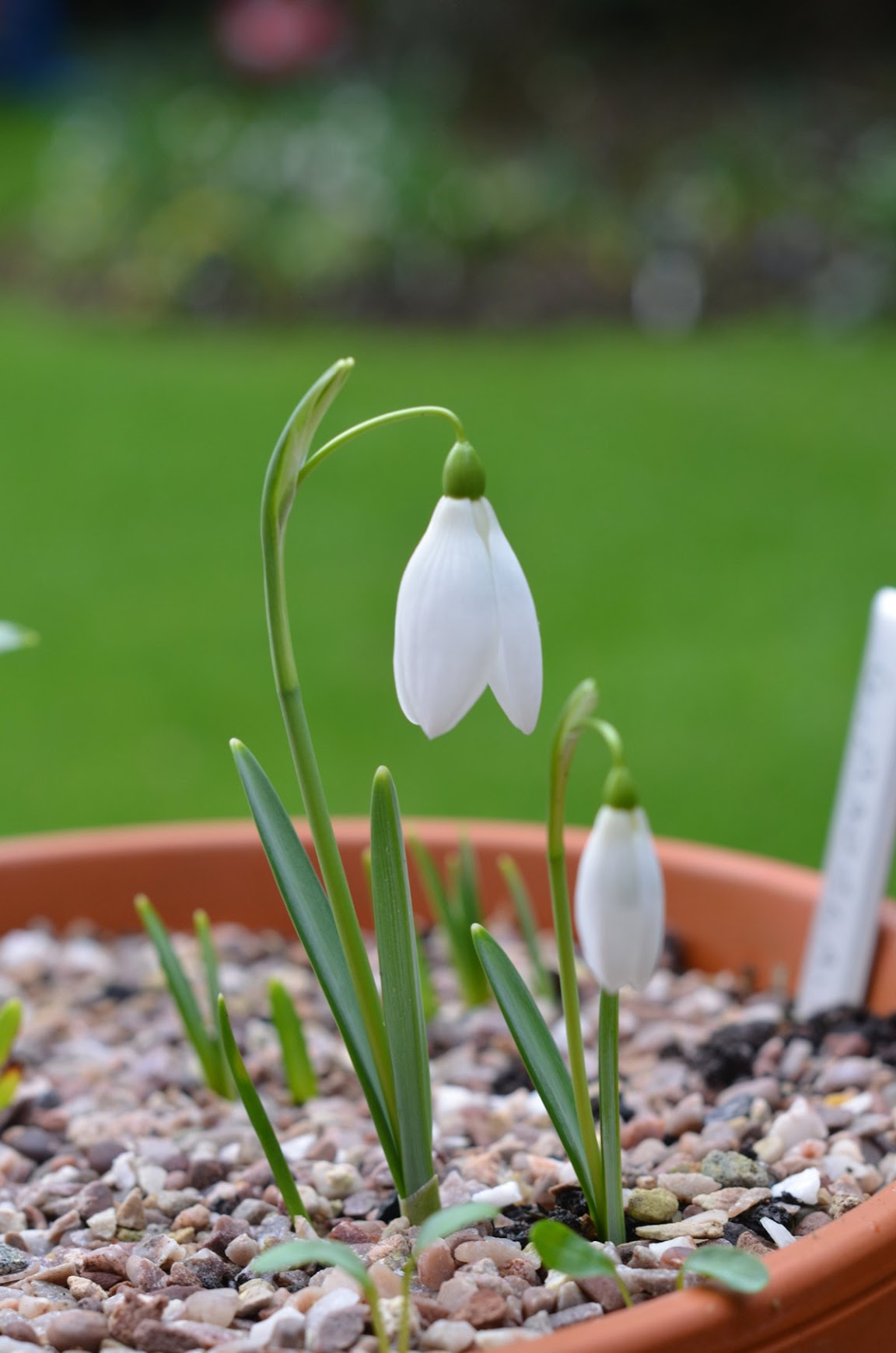 Galanthus