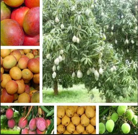 Announcing Event Taste of Tropics ~ MANGO | simply.food