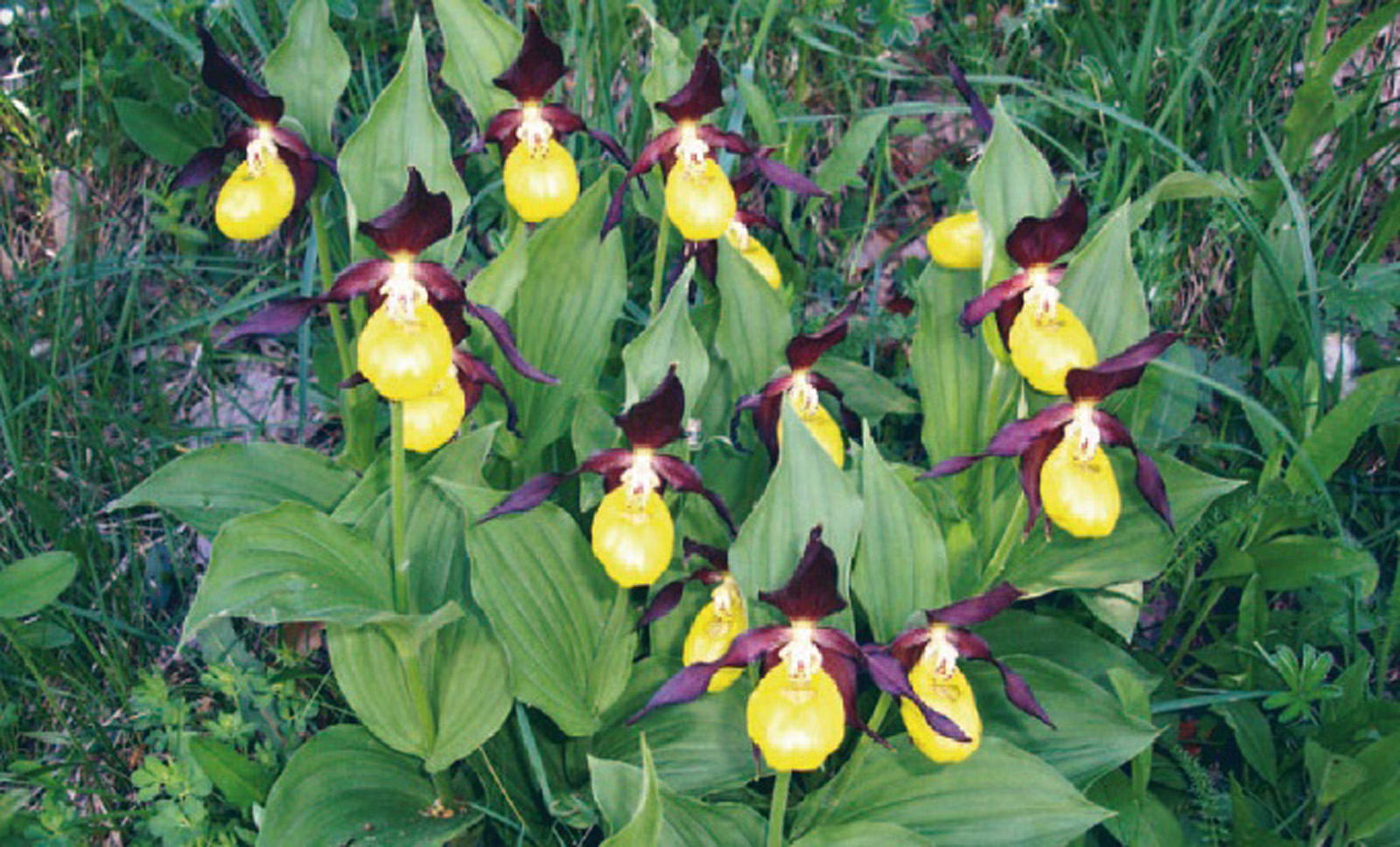 arbustosensevilla-encinarosa: Zapatito de dama / Cypripedium calceolus ...