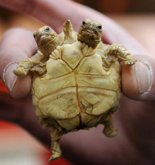 Harve & Polly: siamese tortoise