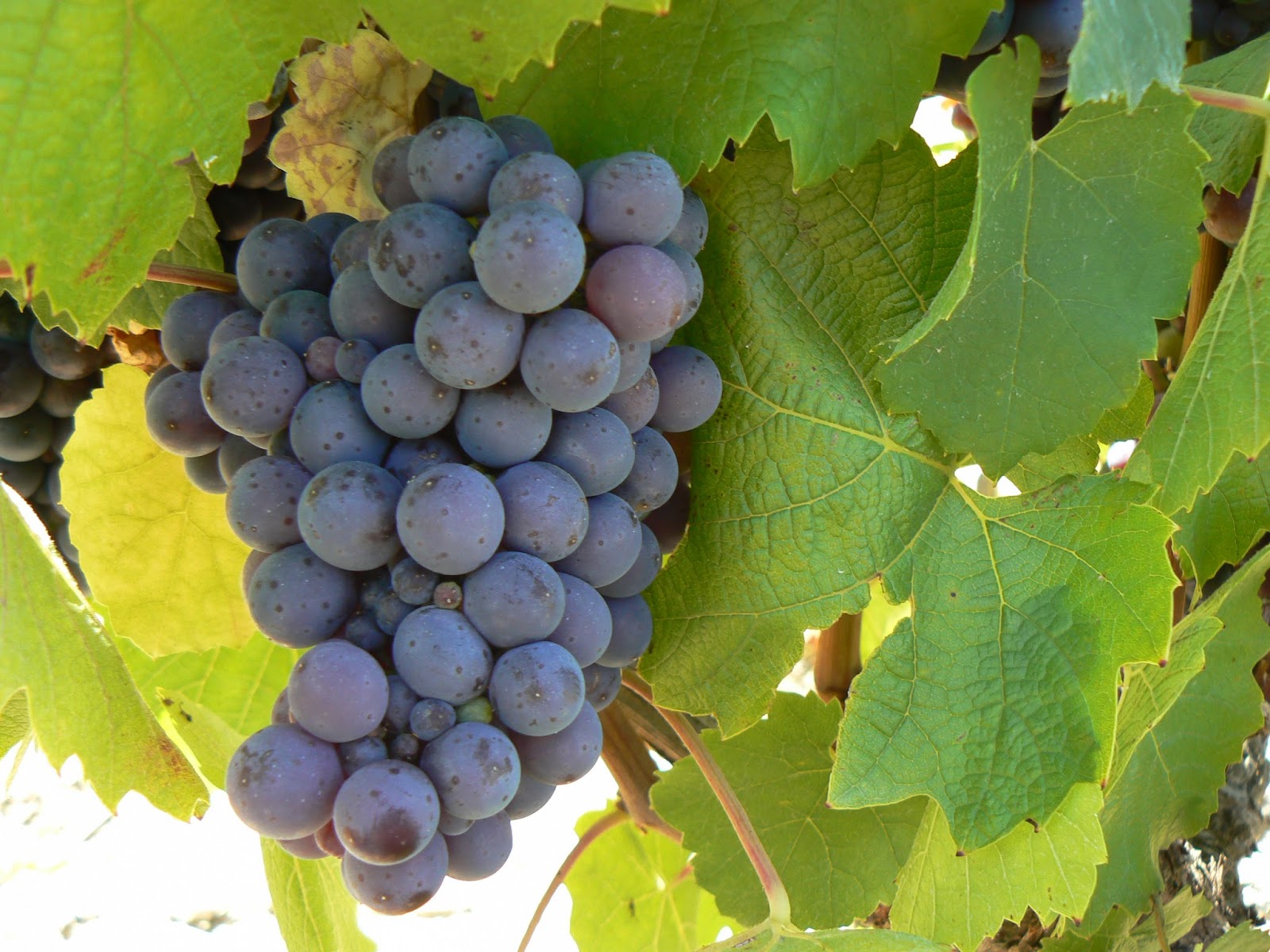 DOMAINE LA GUILLAUMERIE Vins d'Anjou, Côteaux du Layon, Crémant de ...