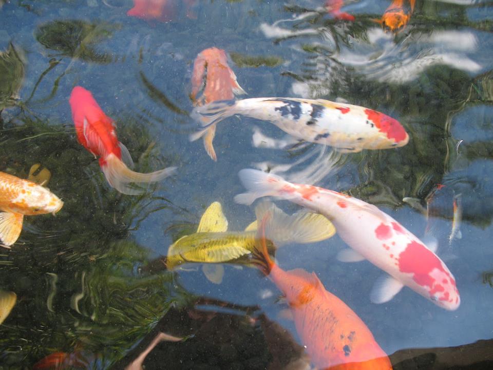 Biologija s Bedenko: Kako možete utvrditi starost ribe?