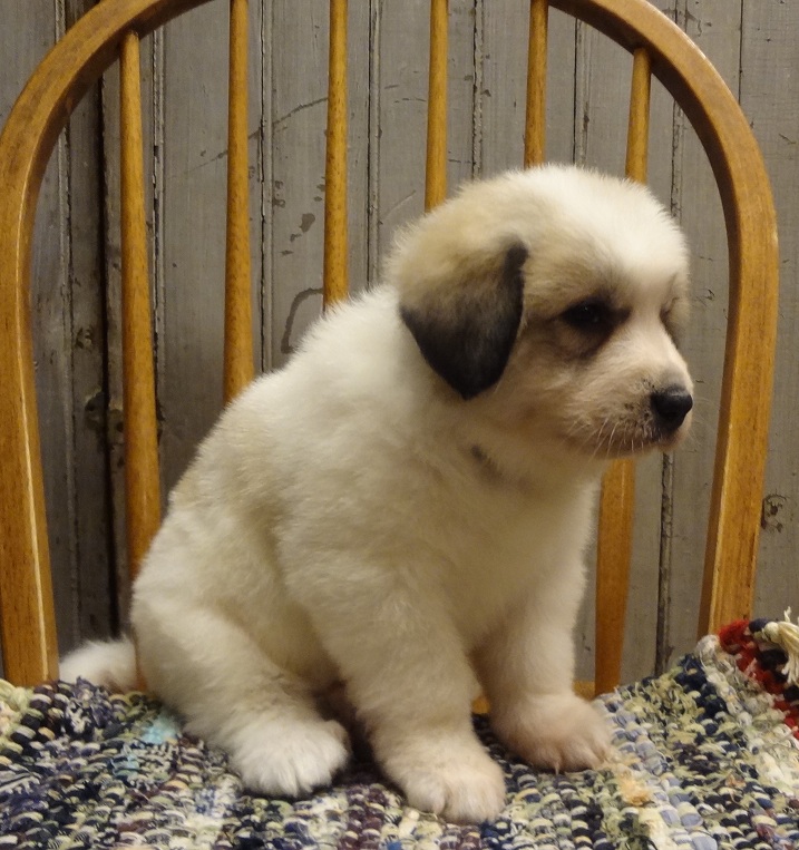 Housman Farms: Pick Your Pyrenees Puppy