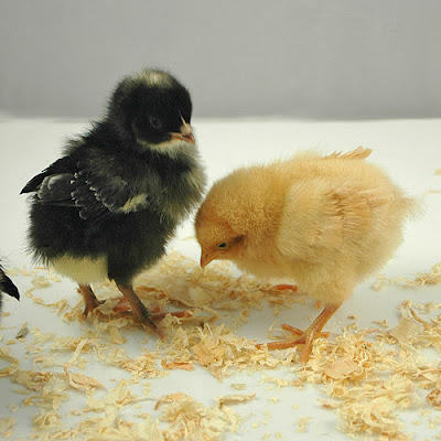 The Blue Between: The Chicks - 6 Days Old