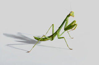 EL CAJON DE LOS CONOCIMIENTOS: CAMPAMOCHA